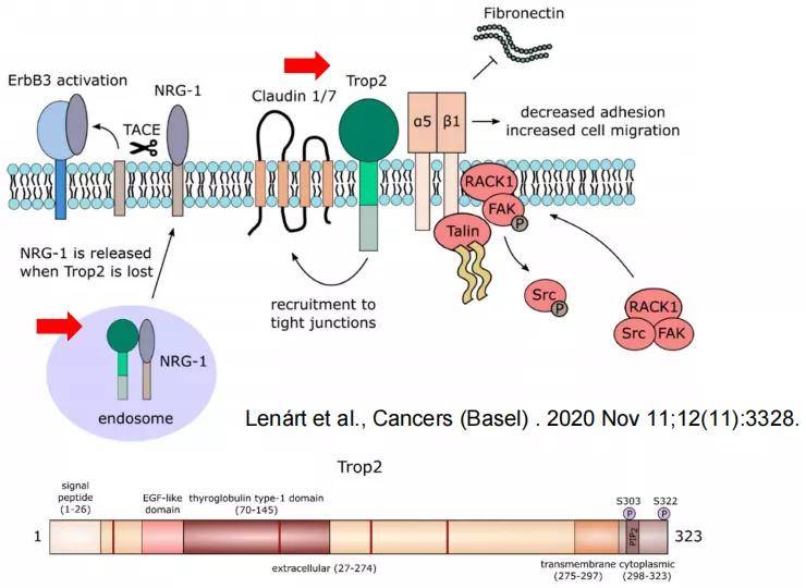 新型ADC药物=肺癌患者新希望？来看看TROP2、CEACAM5、c-MET ADC药物的表现！-觅健