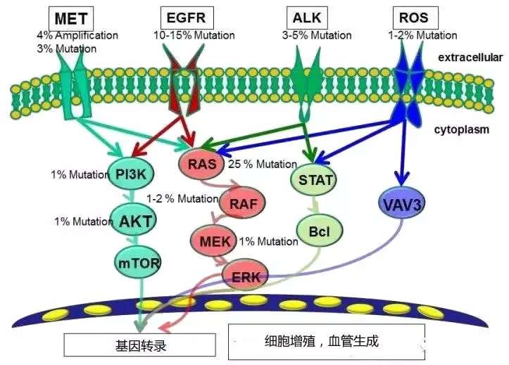 EML4-ALK融合基因突变的前世今生